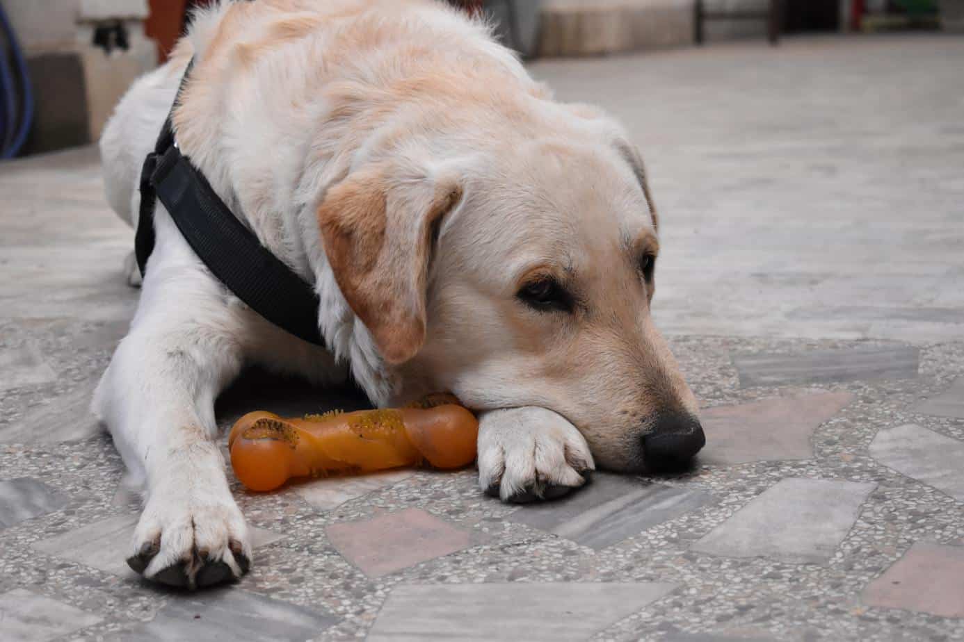 How Long Do Labs Live? The Ins and Outs of Labrador Health and Lifespan ...