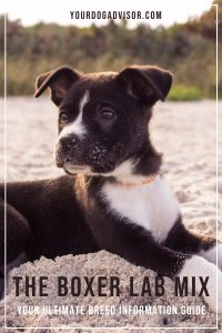 The Boxer Lab Mix - Your Ultimate Breed Information Guide | Your Dog ...