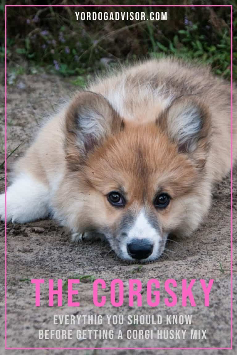 The Corgsky - Everything You Should Know Before Getting A Corgi Husky ...