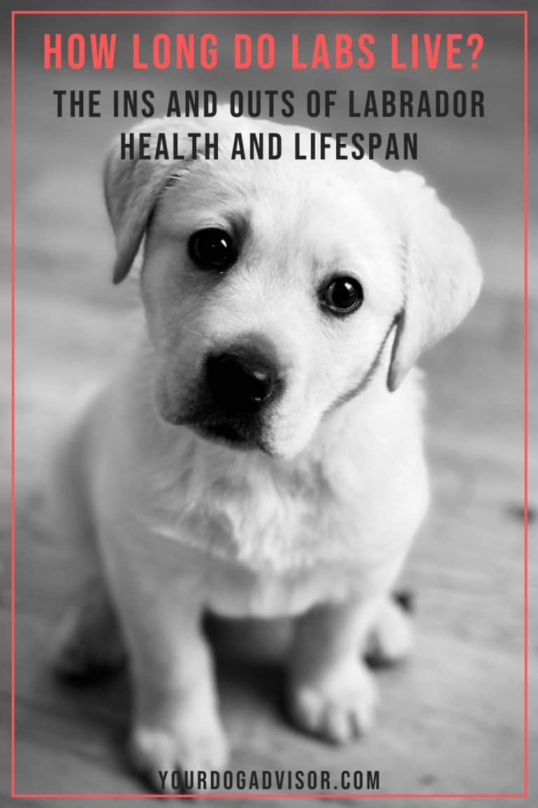 How Long Do Labs Live? The Ins and Outs of Labrador Health and Lifespan ...