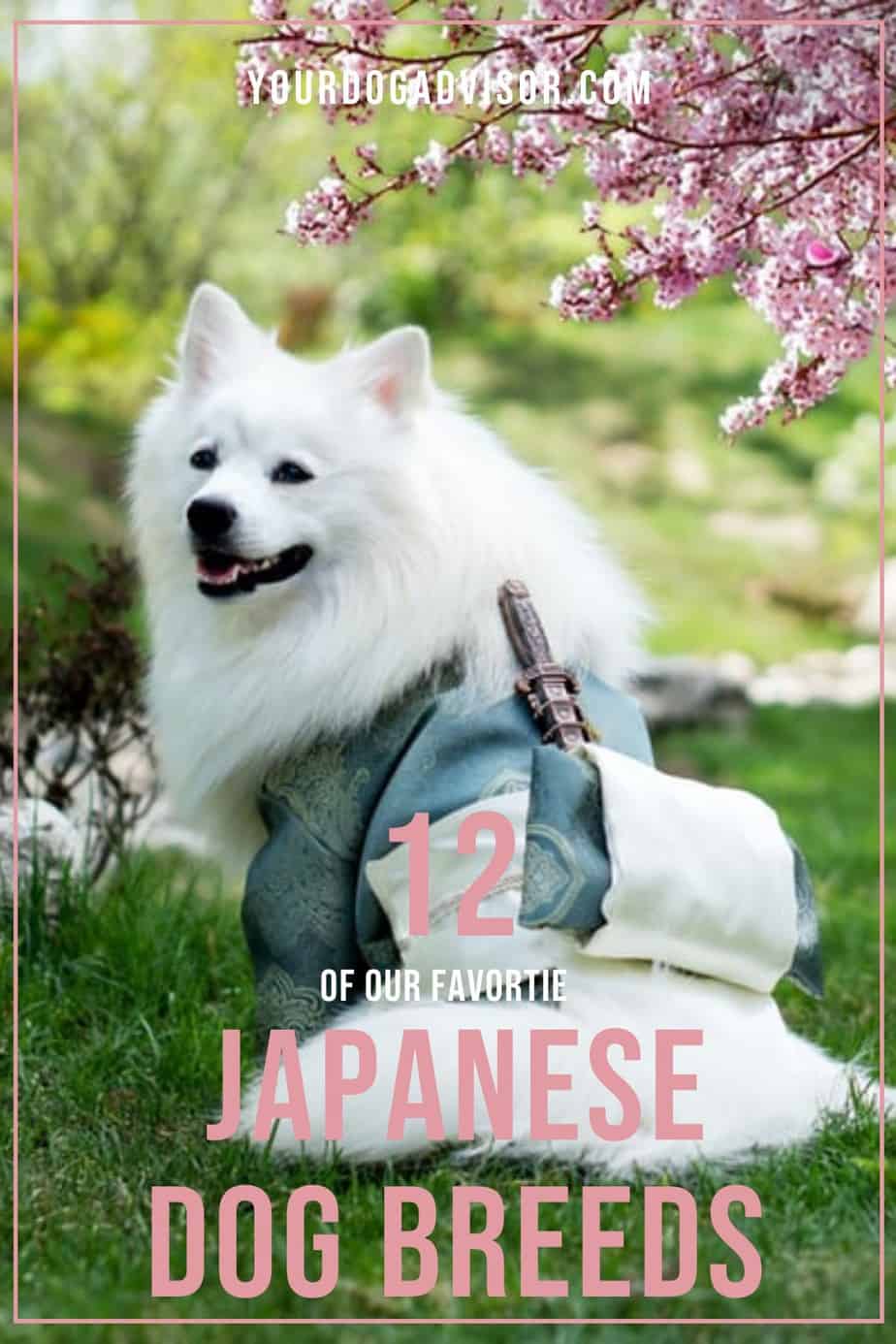 12 of Our Favorite Japanese Dog Breeds | Your Dog Advisor