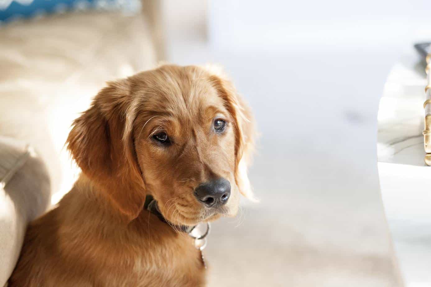 The Mini Golden Retriever - Pros, Cons, And What You Should Know Before ...