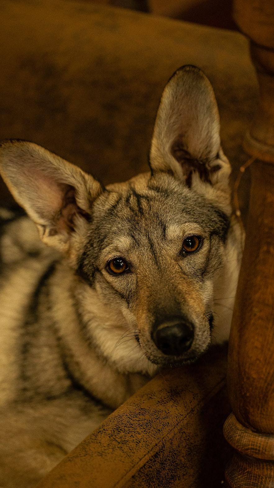 Coyote Dog Mix Breed Information - What Is A Coydog? | Your Dog Advisor