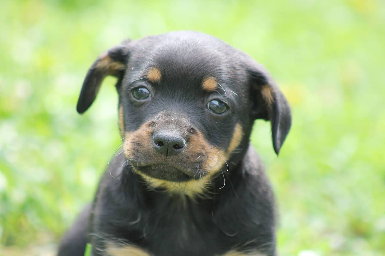 17 Most Popular Dachshund Mix Dogs | Your Dog Advisor