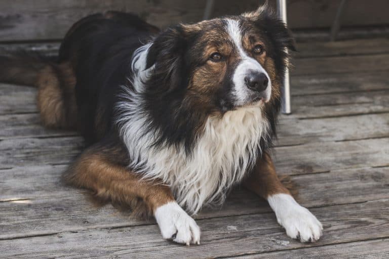 Your Ultimate Guide To The Border Collie Aussie Mix | Your Dog Advisor