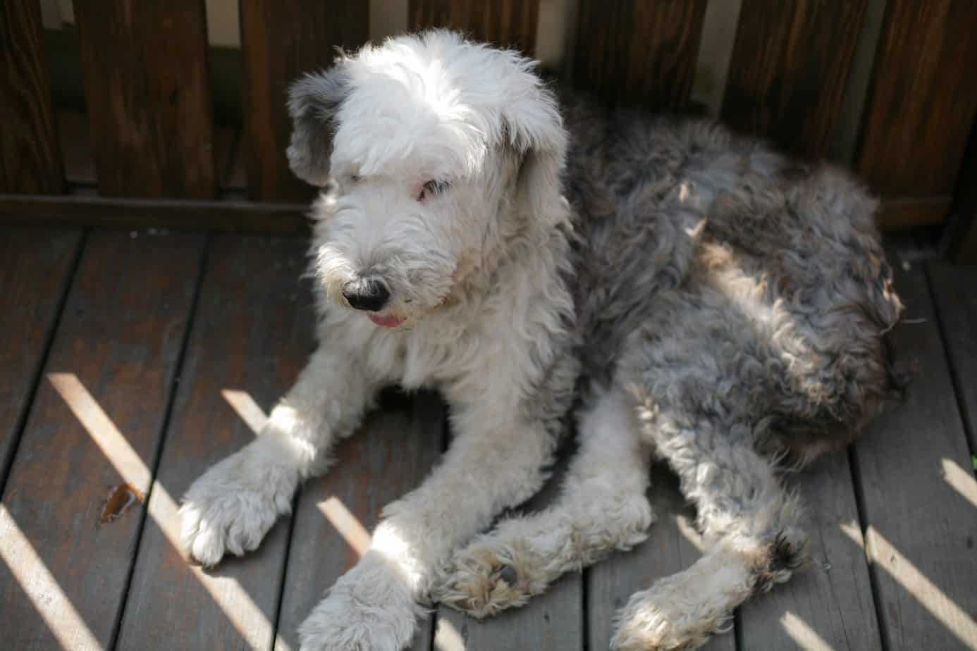 The Sheepadoodle - Your Ultimate Guide To The Sheepdog Poodle Mix ...