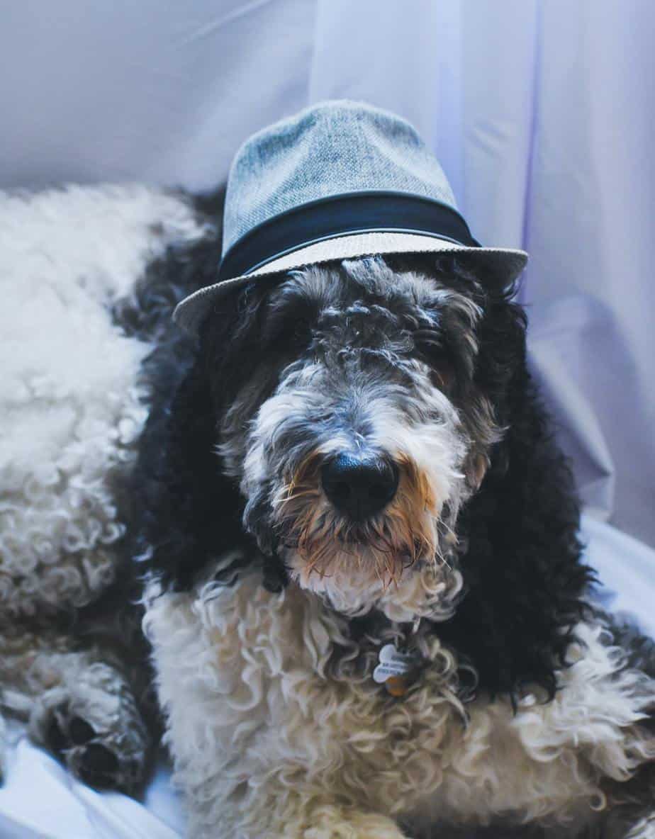 The Sheepadoodle - Your Ultimate Guide To The Sheepdog Poodle Mix ...