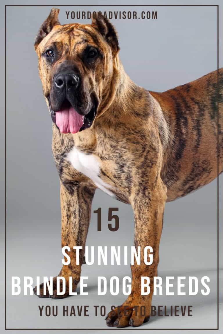 15 Stunning Brindle Dog Breeds You Have To See To Believe | Your Dog ...