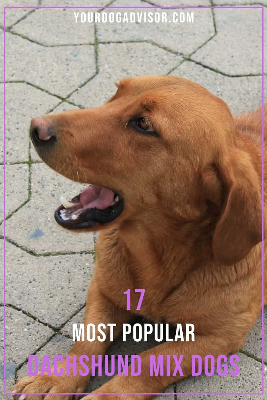 17 Most Popular Dachshund Mix Dogs | Your Dog Advisor