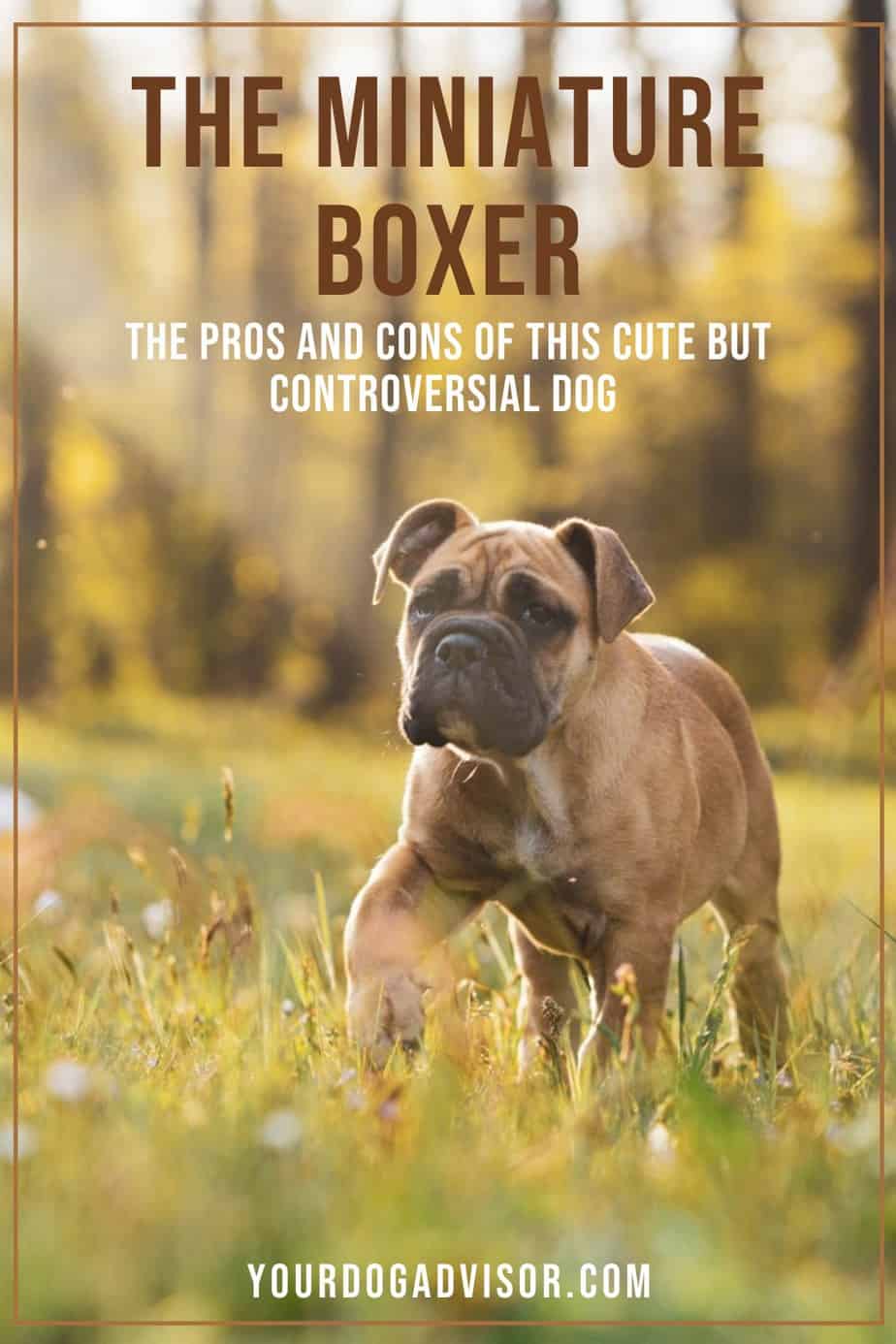 The Miniature Boxer - The Pros and Cons of this Cute But Controversial ...
