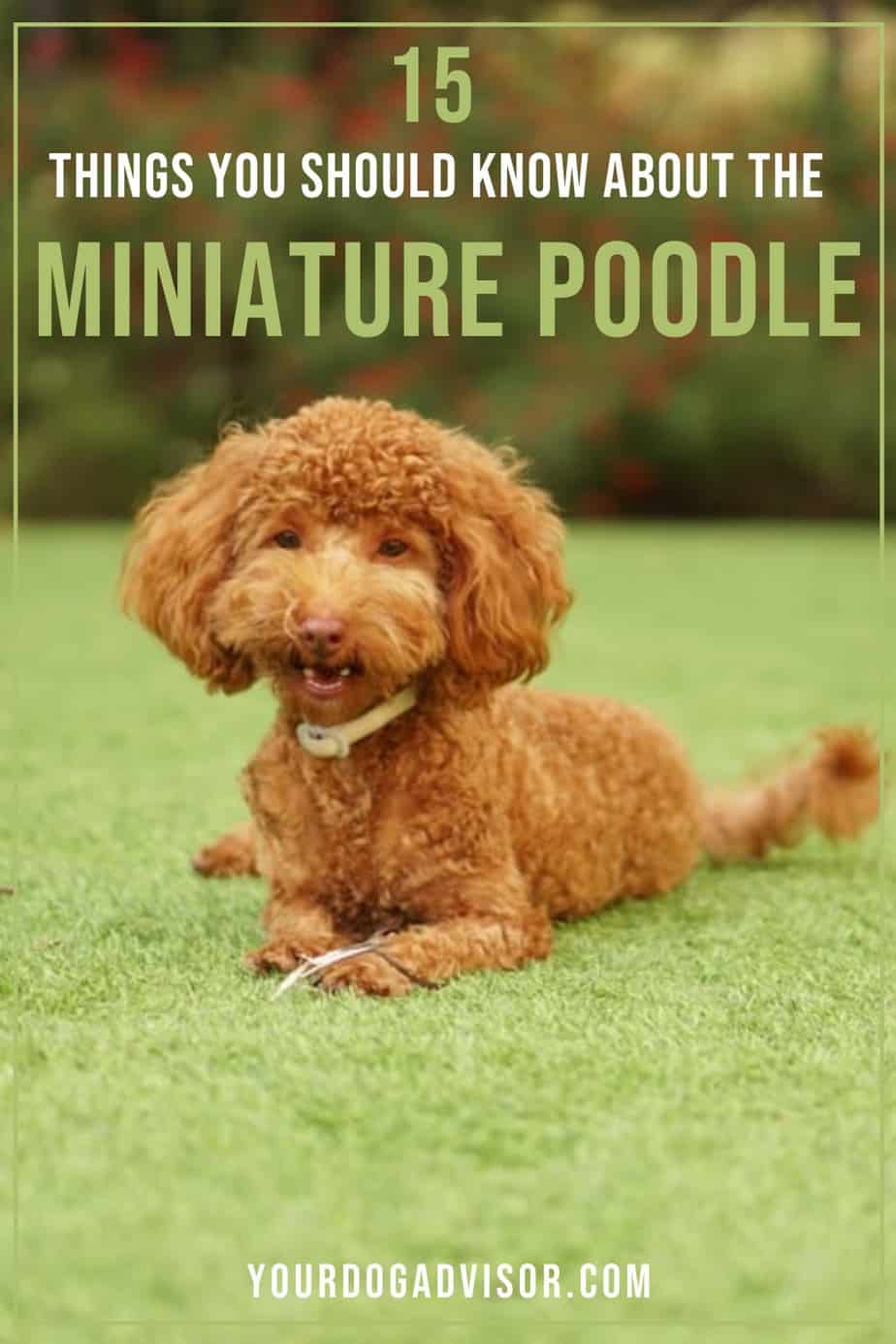 15 Things You Should Know About The Miniature Poodle | Your Dog Advisor
