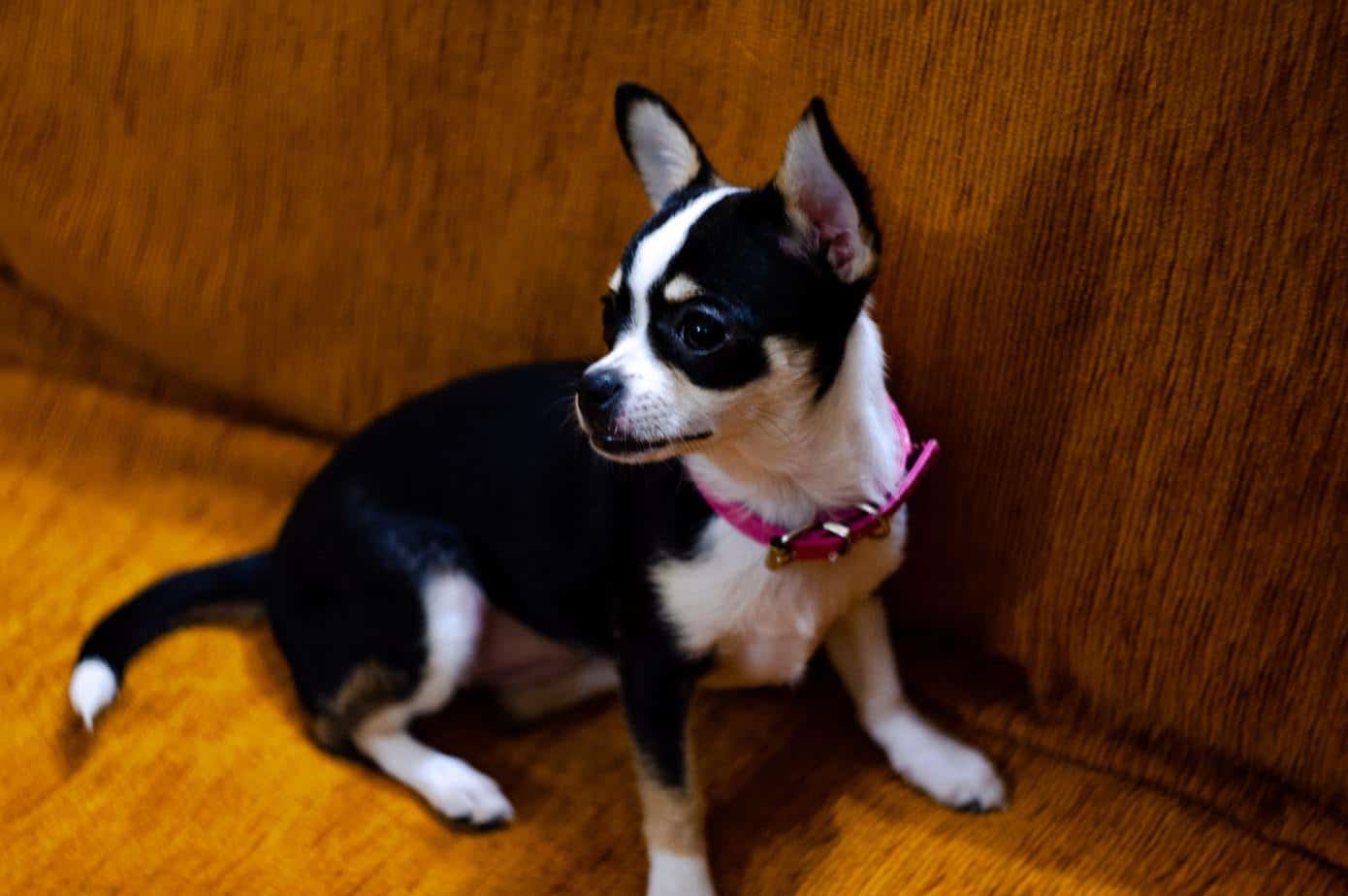 15 Totally Unbelievable Chihuahua Mix Dogs | Your Dog Advisor