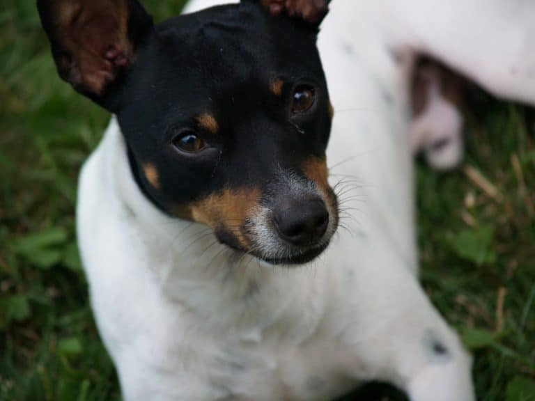 15 Totally Unbelievable Chihuahua Mix Dogs | Your Dog Advisor