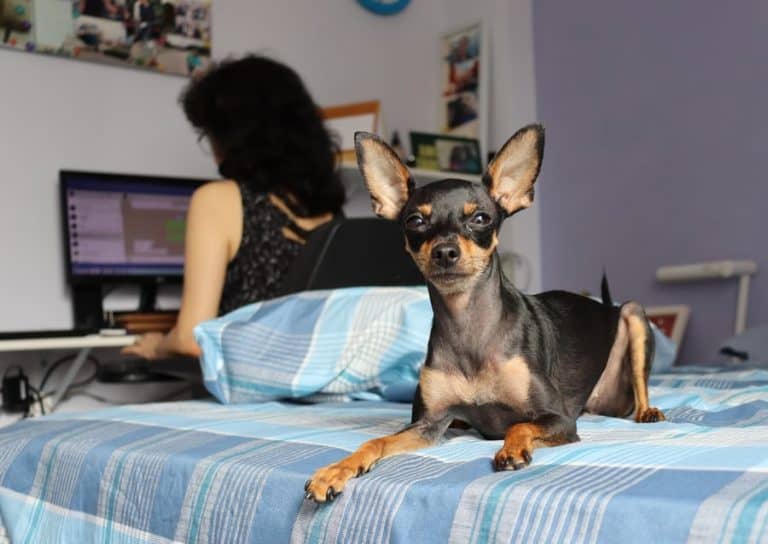 Should You Get A Miniature Pinscher Chihuahua Mix? We’ll Help You ...