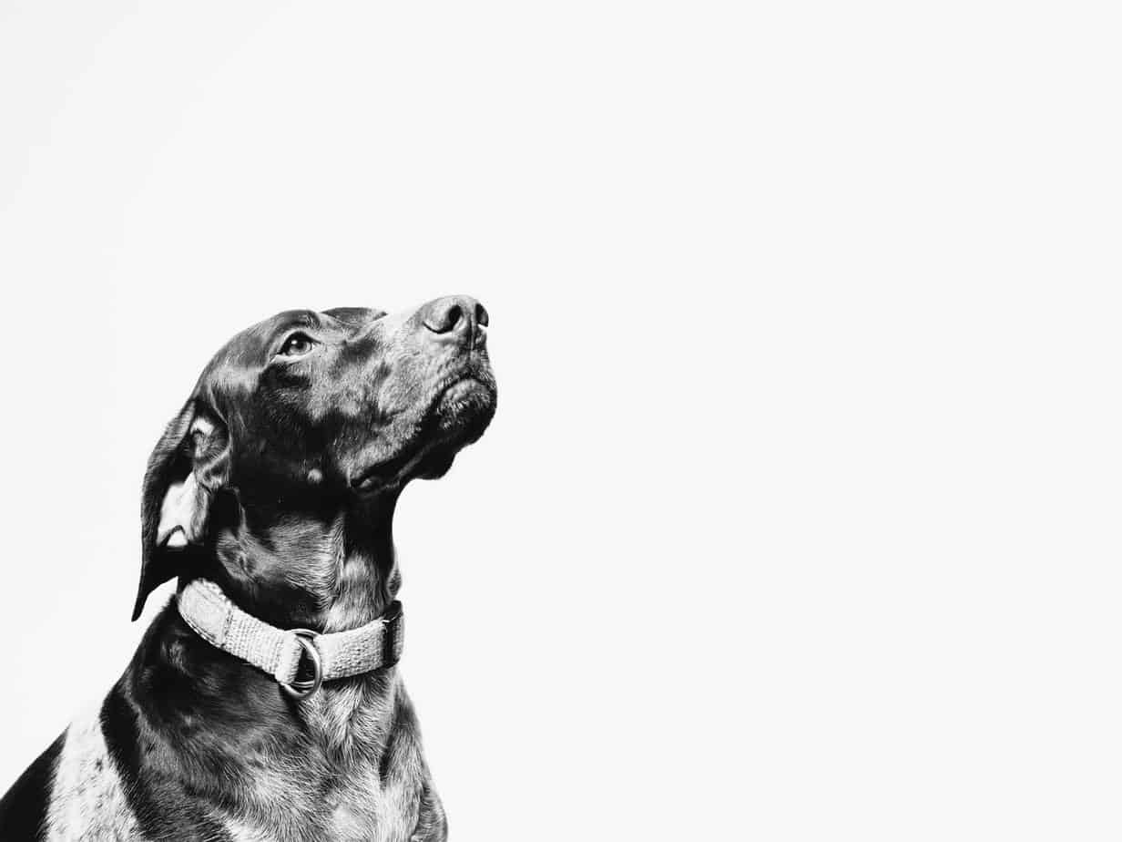 German Shorthaired Pointer Lab Mix Breed Information Guide | Your Dog ...