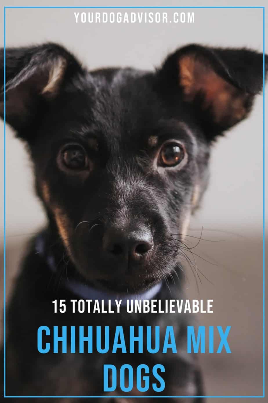15 Totally Unbelievable Chihuahua Mix Dogs | Your Dog Advisor