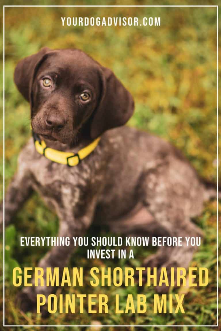 German Shorthaired Pointer Lab Mix Breed Information Guide | Your Dog ...