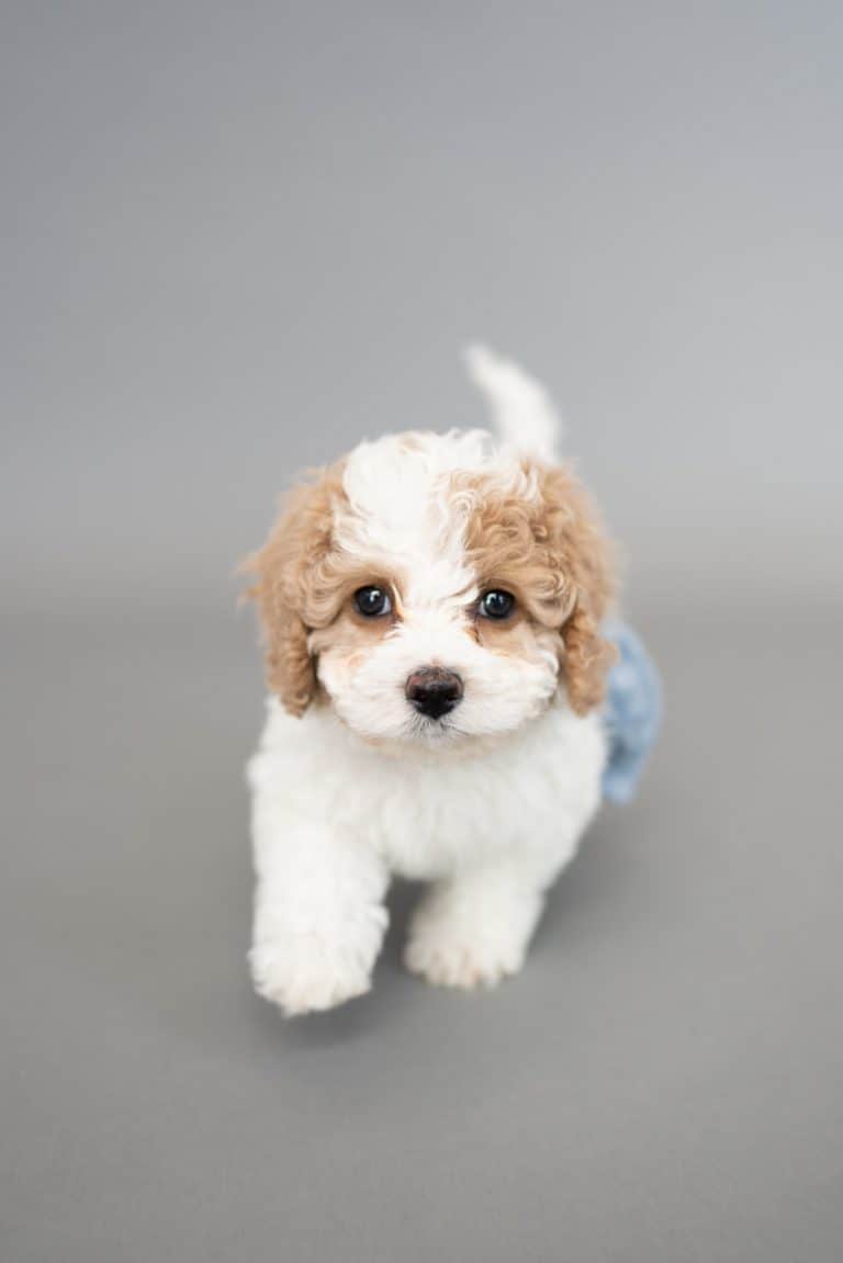 15 Small Poodle Mixes We Are Seriously Obsessed With | Your Dog Advisor