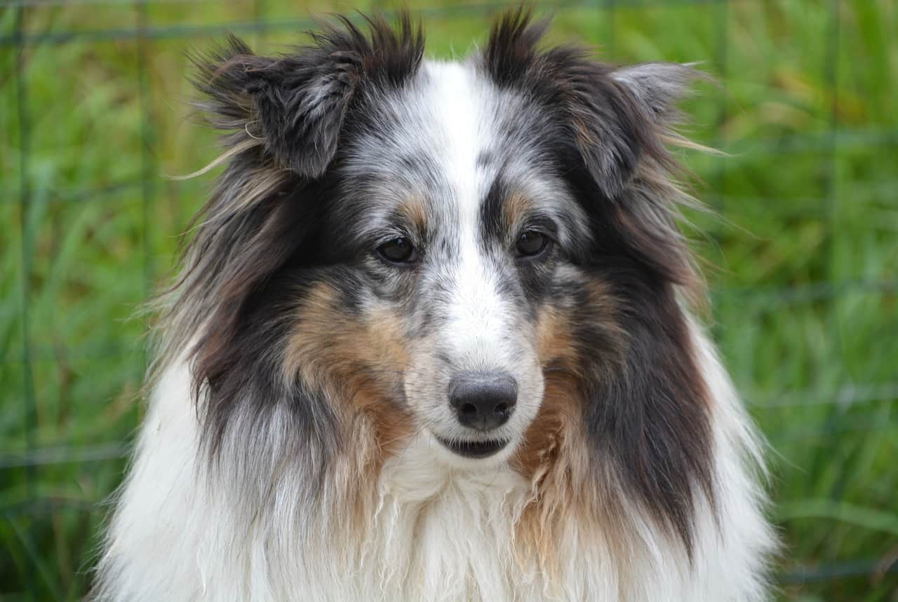 12 Things You Didn’t Know About The Miniature Collie | Your Dog Advisor