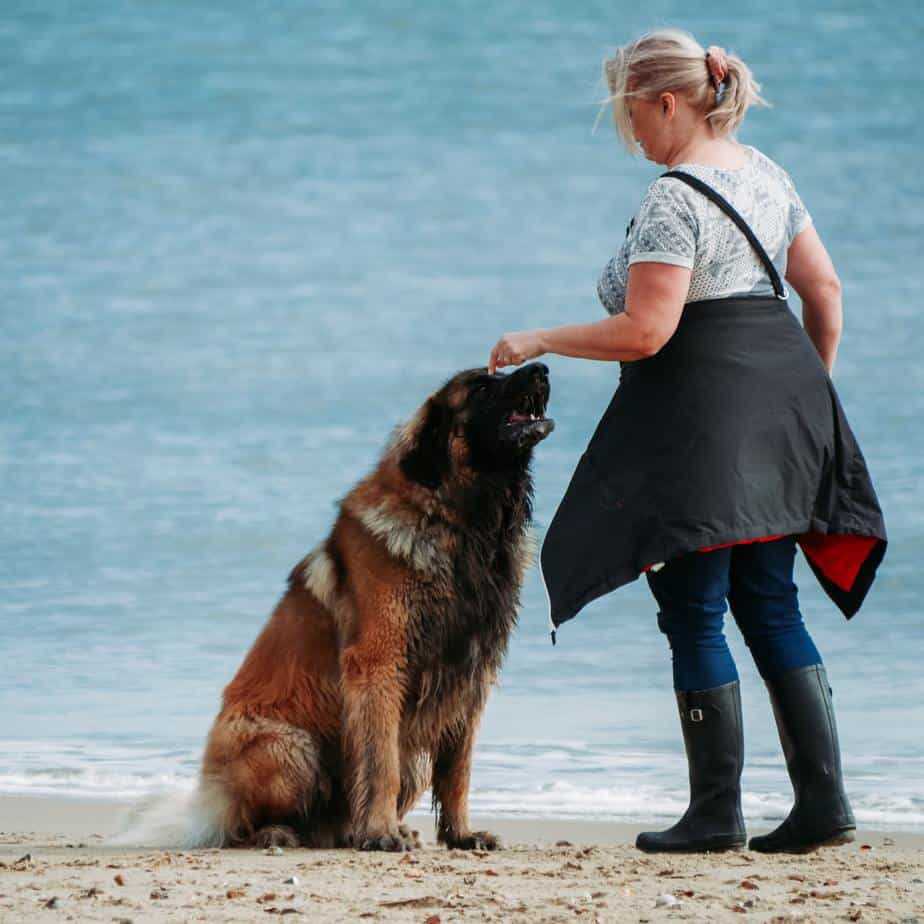 15 German Shepherd Mix Dogs You’ll Fall In Love With | Your Dog Advisor