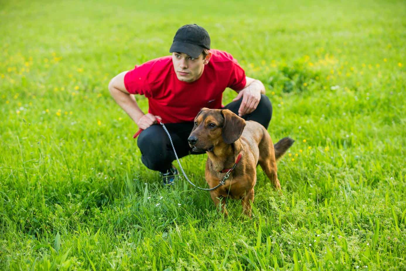 Pitbull Dachshund Mix (Pitwee) Breed Information Guide | Your Dog Advisor