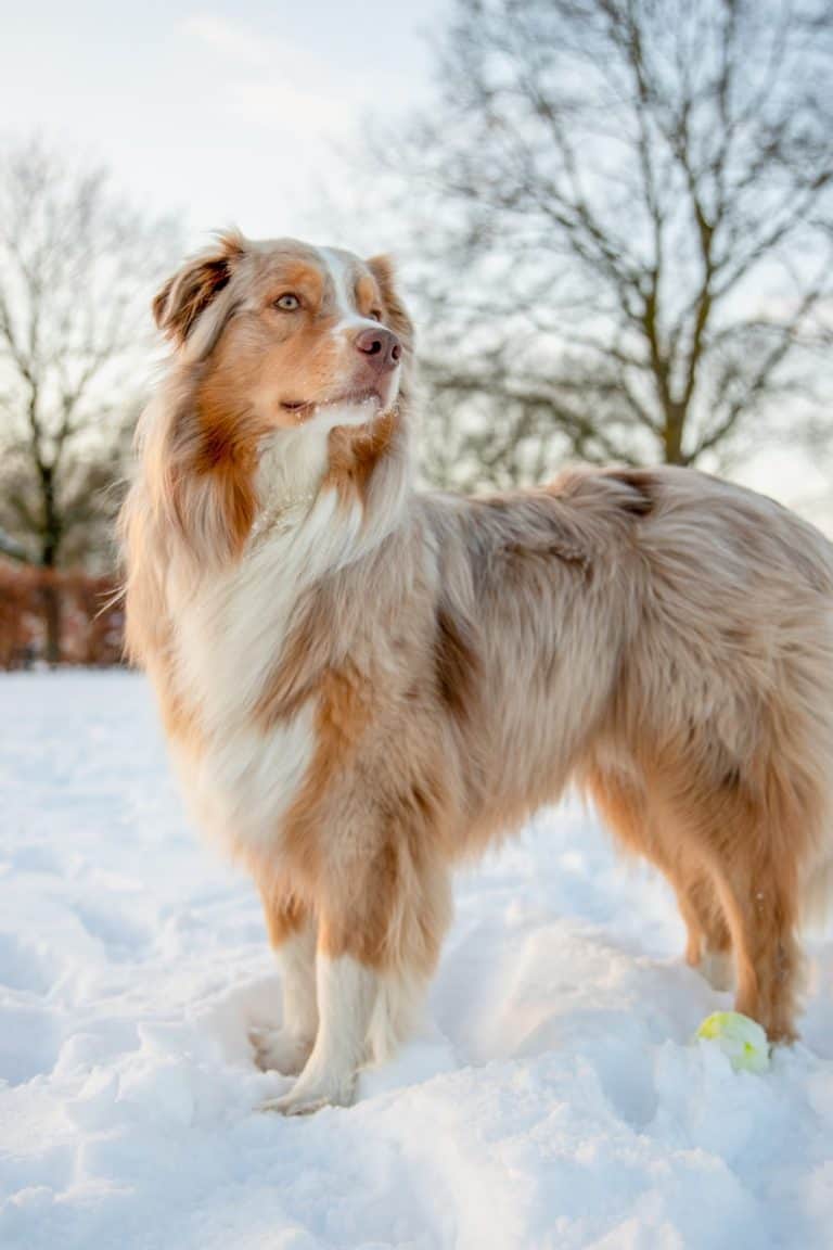 The English Shepherd - Your Ultimate Breed Guide | Your Dog Advisor