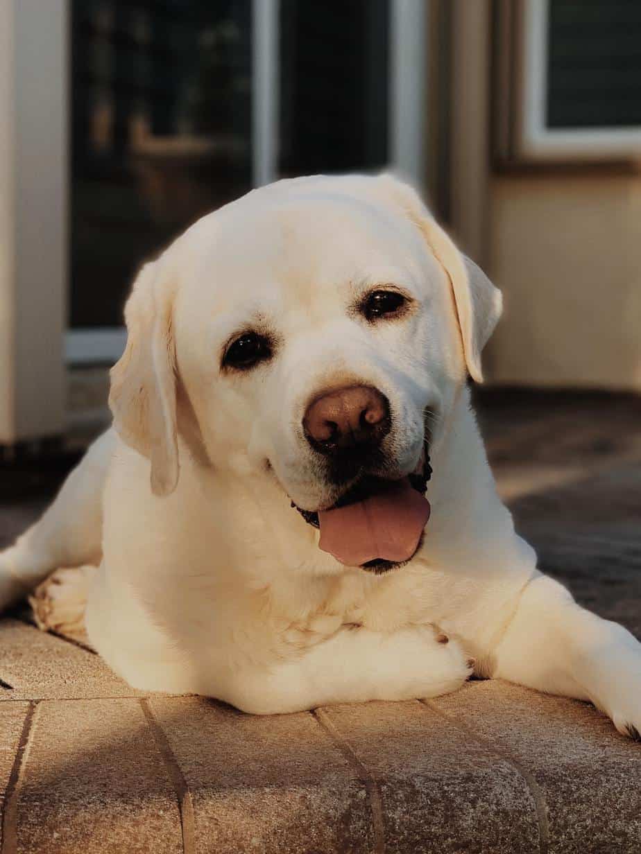 The 15 Best Therapy Dog Breeds | Your Dog Advisor