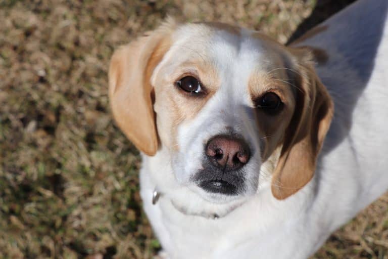 The Beagador - Beagle Lab Mix Breed Information | Your Dog Advisor