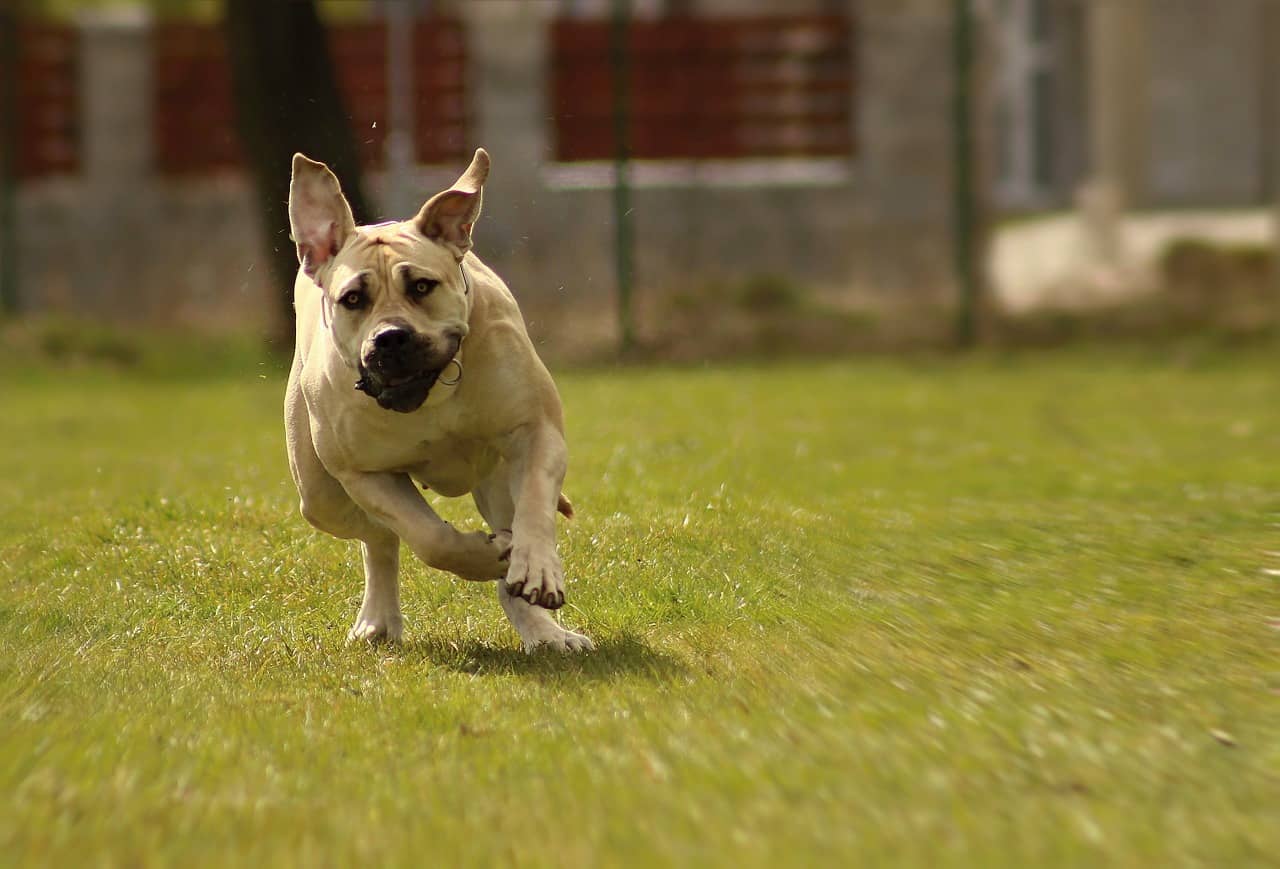 The Boerboel - Your Ultimate Breed Guide | Your Dog Advisor