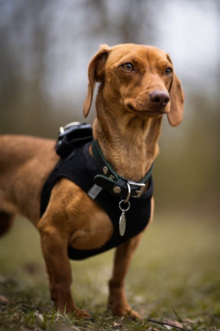 Pitbull Dachshund Mix (Pitwee) Breed Information Guide | Your Dog Advisor