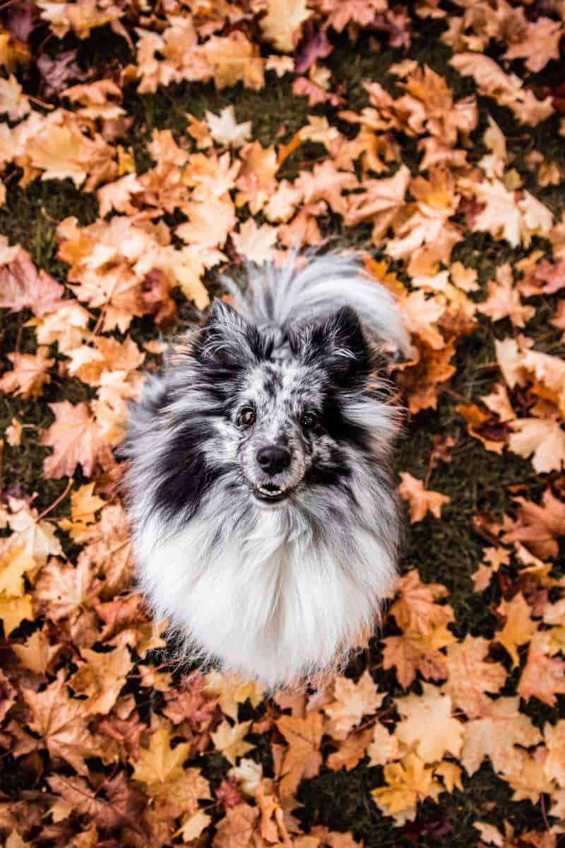 12 Things You Didn’t Know About The Miniature Collie | Your Dog Advisor