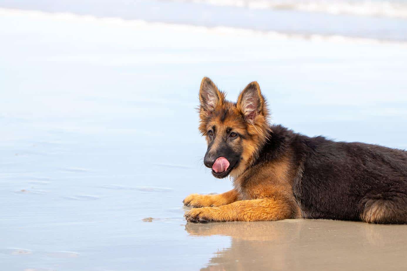 The Miniature German Shepherd - Your Ultimate Guide | Your Dog Advisor