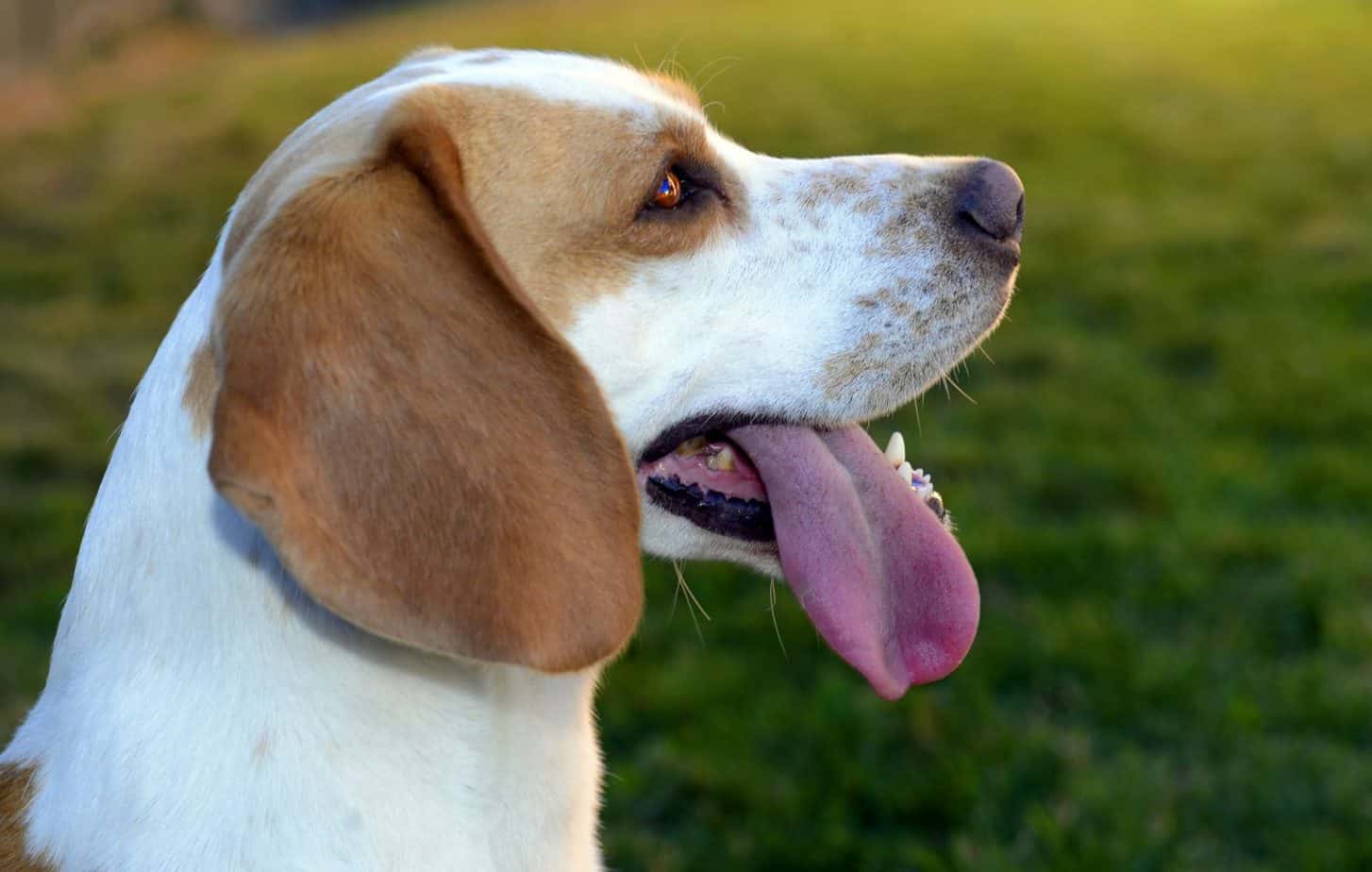 The Beagador - Beagle Lab Mix Breed Information | Your Dog Advisor