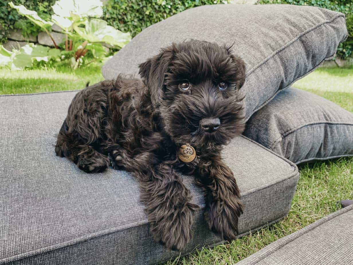 15 Small Poodle Mixes We Are Seriously Obsessed With | Your Dog Advisor