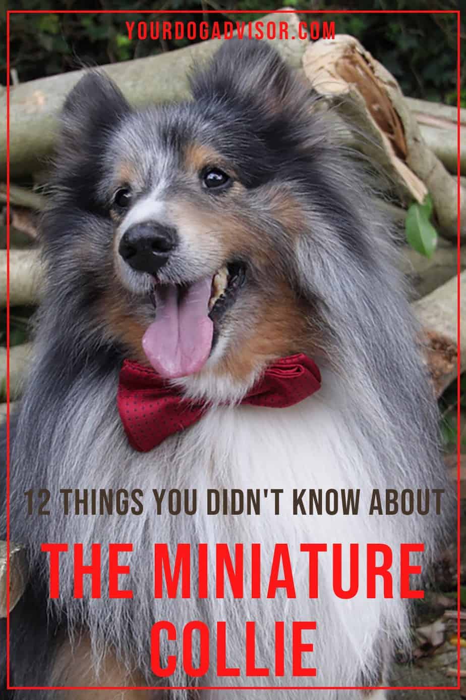 12 Things You Didn’t Know About The Miniature Collie | Your Dog Advisor