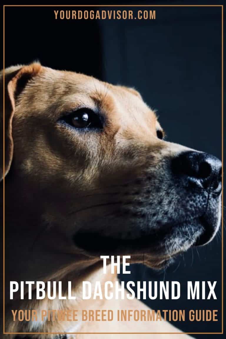 Pitbull Dachshund Mix (Pitwee) Breed Information Guide | Your Dog Advisor