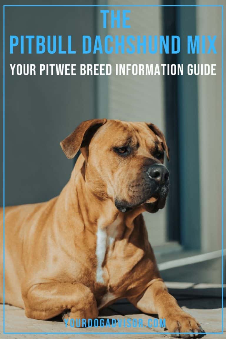 Pitbull Dachshund Mix (Pitwee) Breed Information Guide | Your Dog Advisor