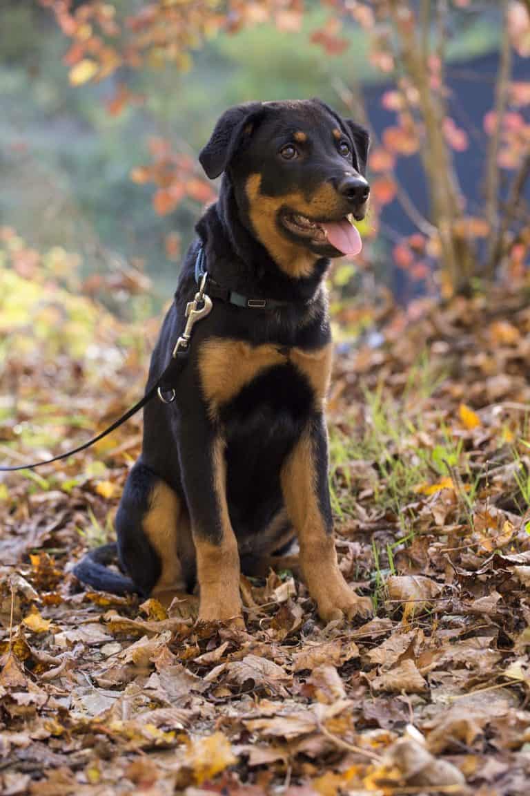 12 Things You Should Know About The Rottweiler Pitbull Mix | Your Dog ...