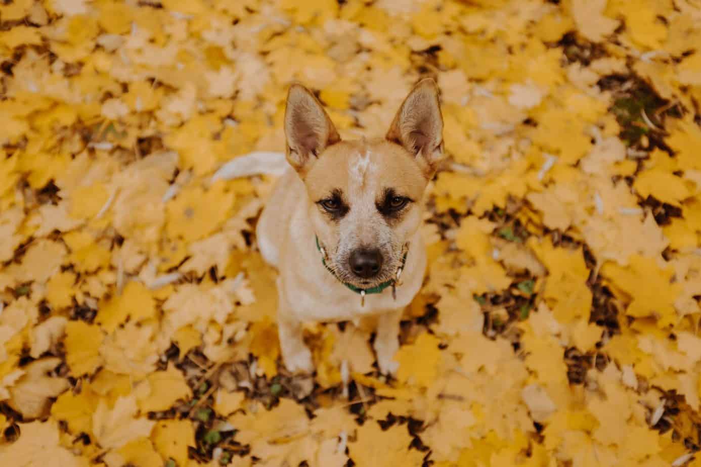 12 Blue Heeler Mix Dogs We Can’t Get Enough Of | Your Dog Advisor