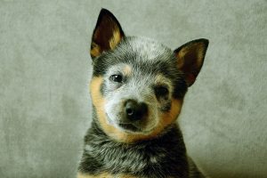 12 Blue Heeler Mix Dogs We Can’t Get Enough Of | Your Dog Advisor
