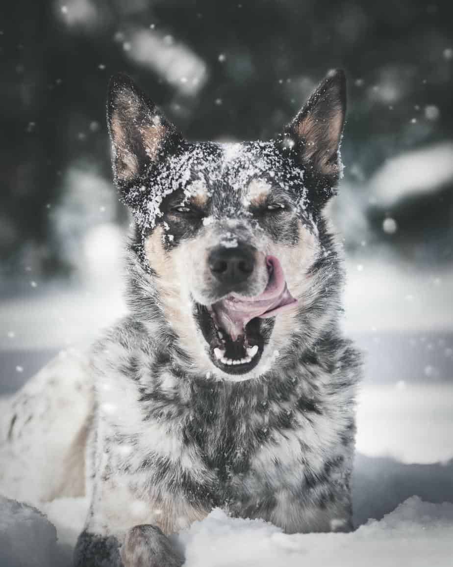12 Blue Heeler Mix Dogs We Can’t Get Enough Of | Your Dog Advisor