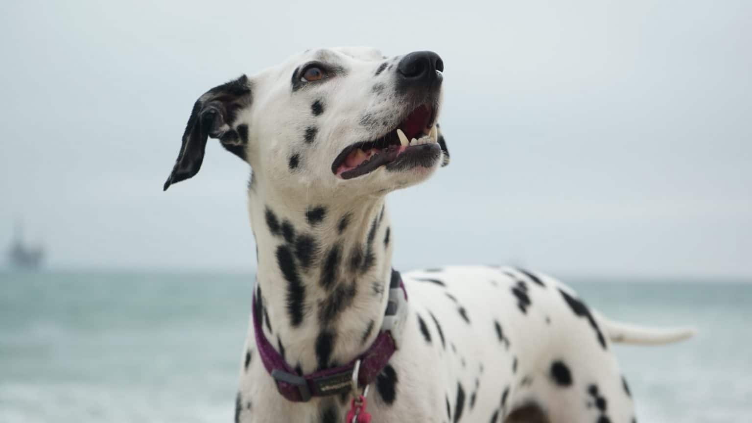 15 Spotted Dog Breeds That Will Take Your Breath Away | Your Dog Advisor