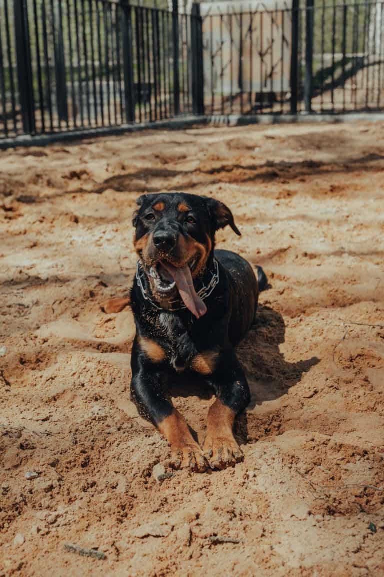 12 Things You Should Know About The Rottweiler Pitbull Mix | Your Dog ...