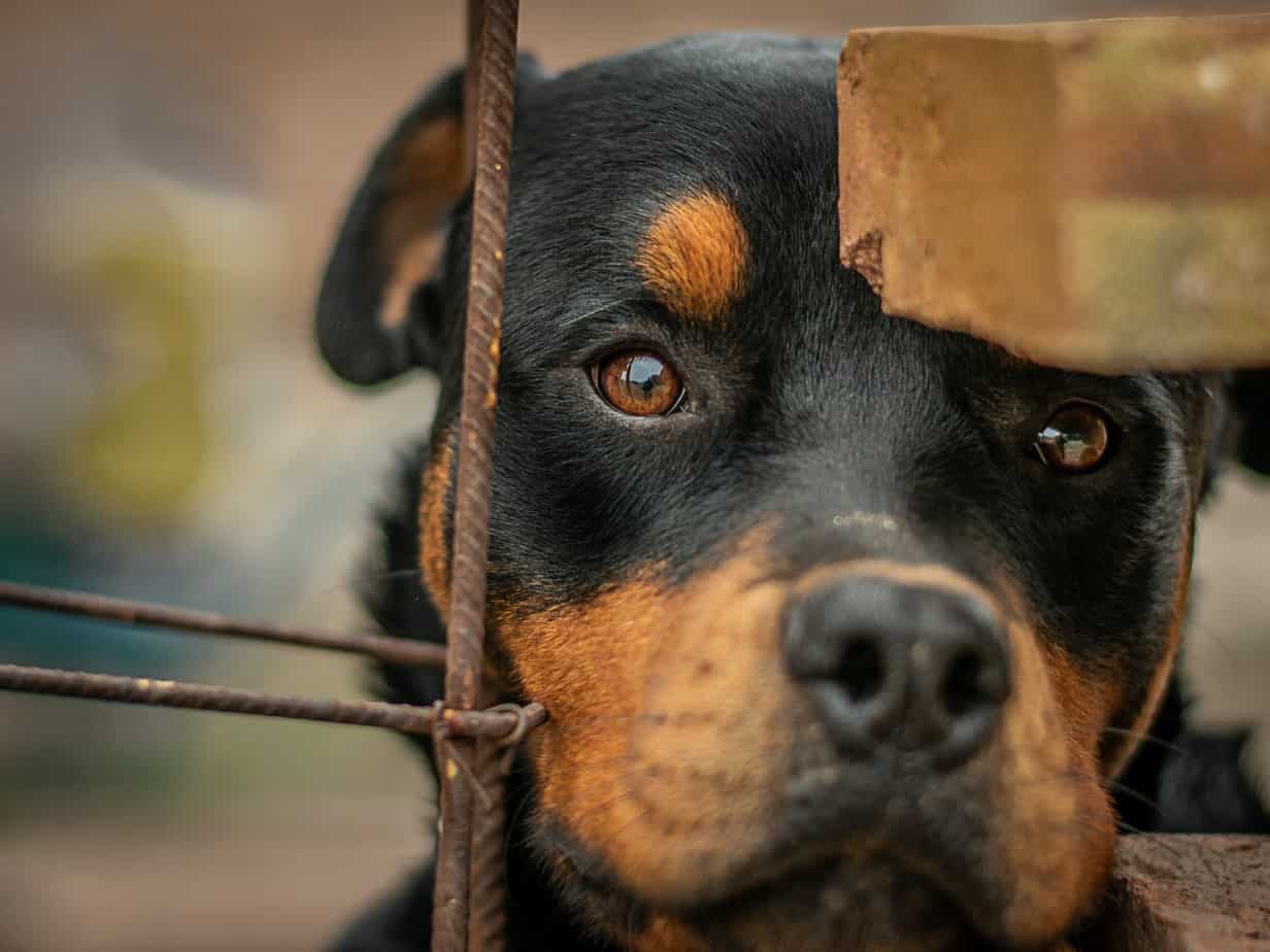 12 Things You Should Know About The Rottweiler Pitbull Mix | Your Dog ...