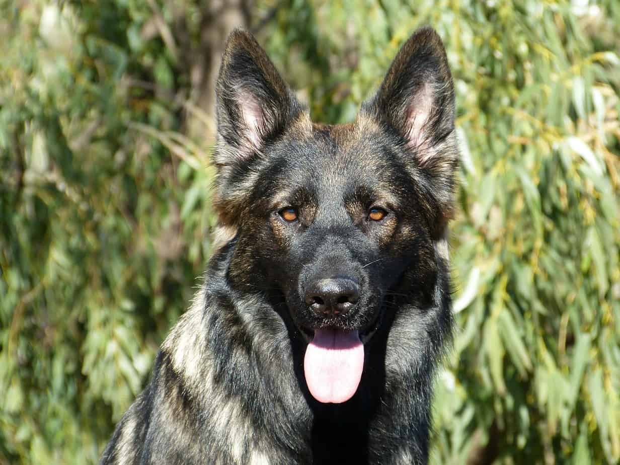 What You Should Know Before You Invest In A German Shepherd Wolf Mix ...