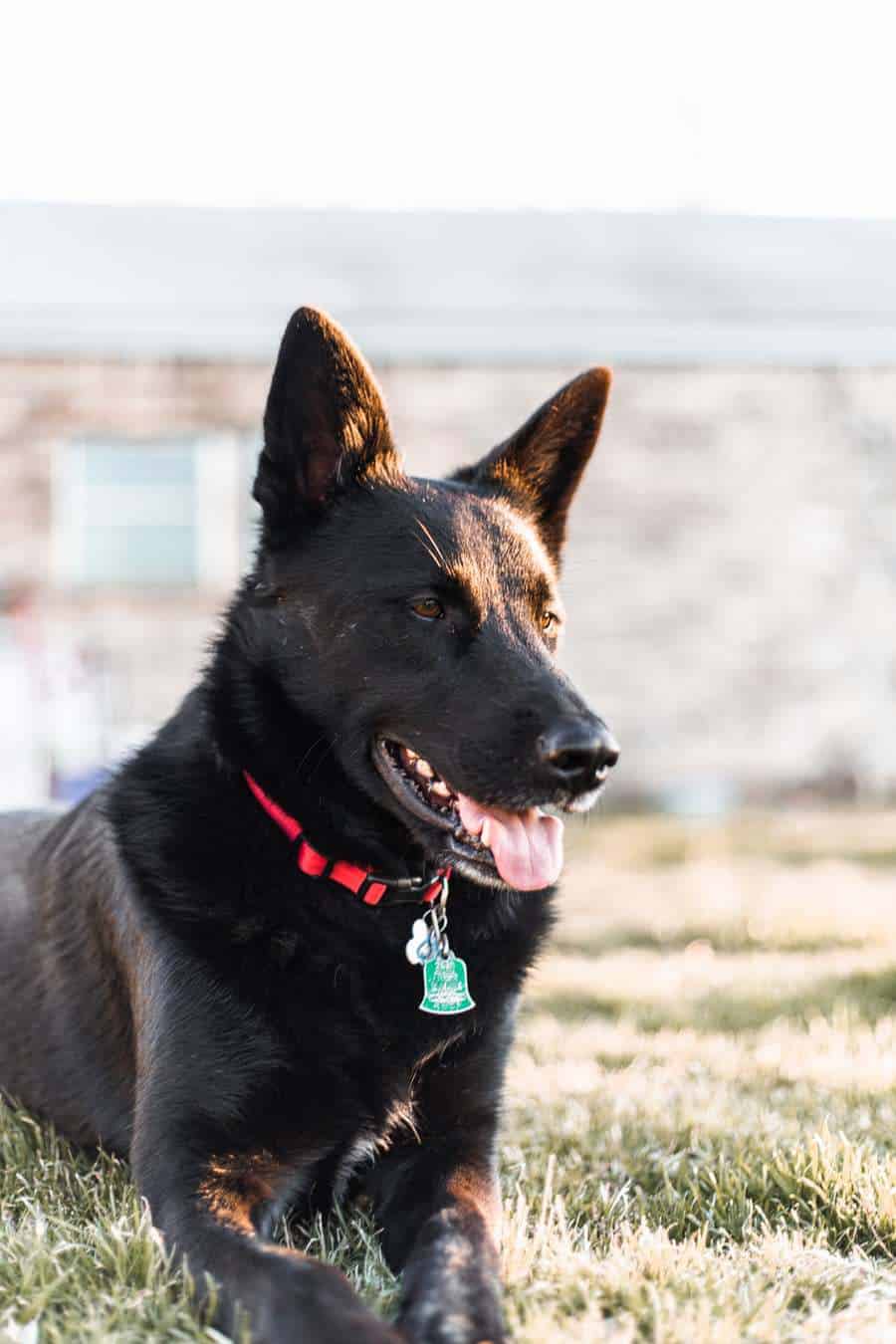 What You Should Know Before You Invest In A German Shepherd Wolf Mix ...