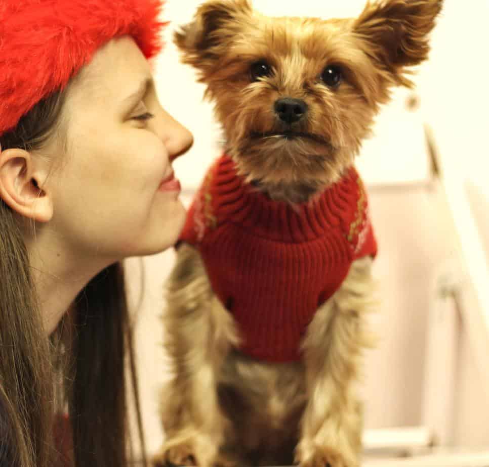 The Pomeranian and Yorkie Mixed - Meet the Yorkie Pom! | Your Dog Advisor