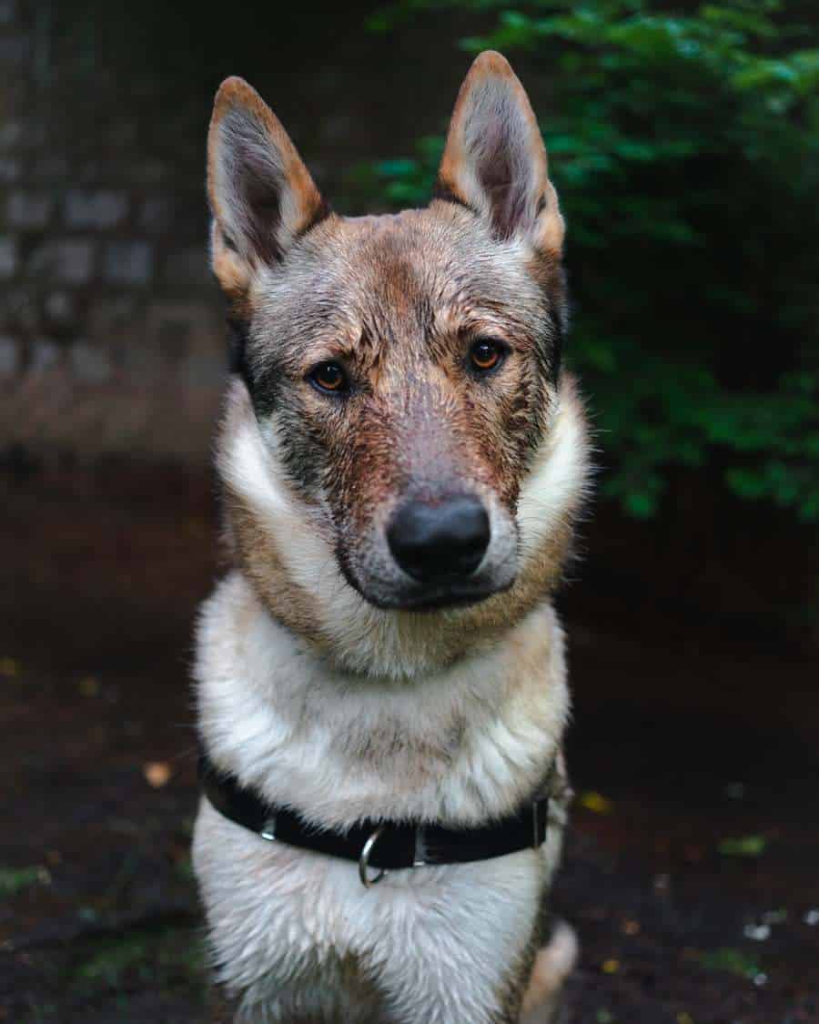 What You Should Know Before You Invest In A German Shepherd Wolf Mix ...