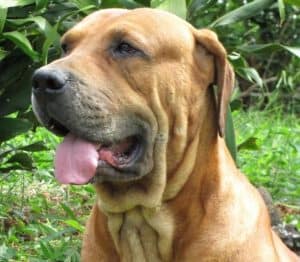 The Tosa Inu - Your Ultimate Breed Information Guide | Your Dog Advisor