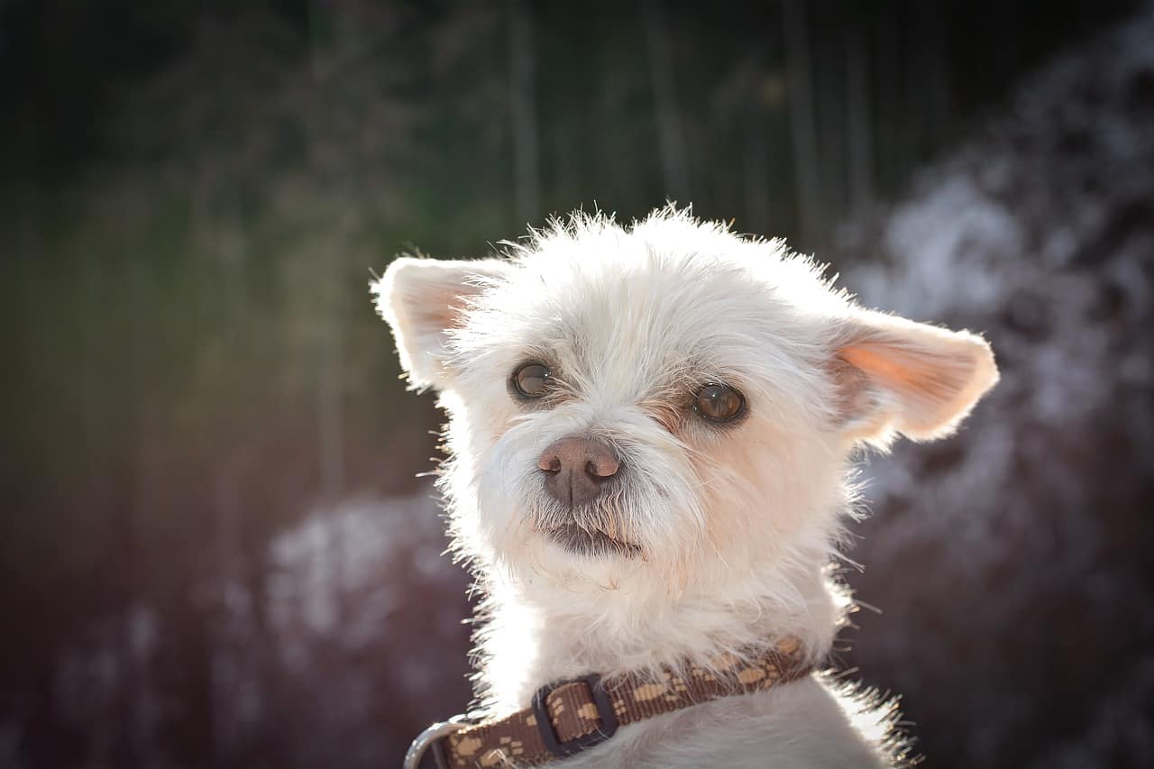 The Pomeranian and Yorkie Mixed - Meet the Yorkie Pom! | Your Dog Advisor